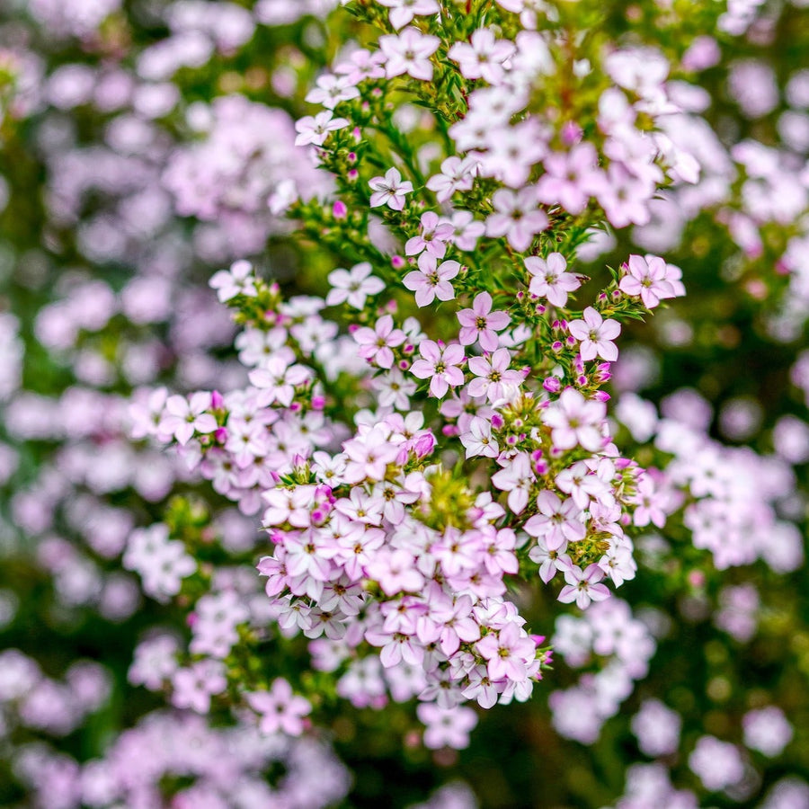 Diosma Hirsuta Pink Fountain - Diosmée hirsute
