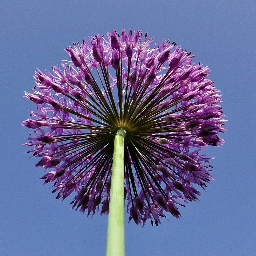 Allium 'Millenium' - Vivace compacte à floraison rose pourpré