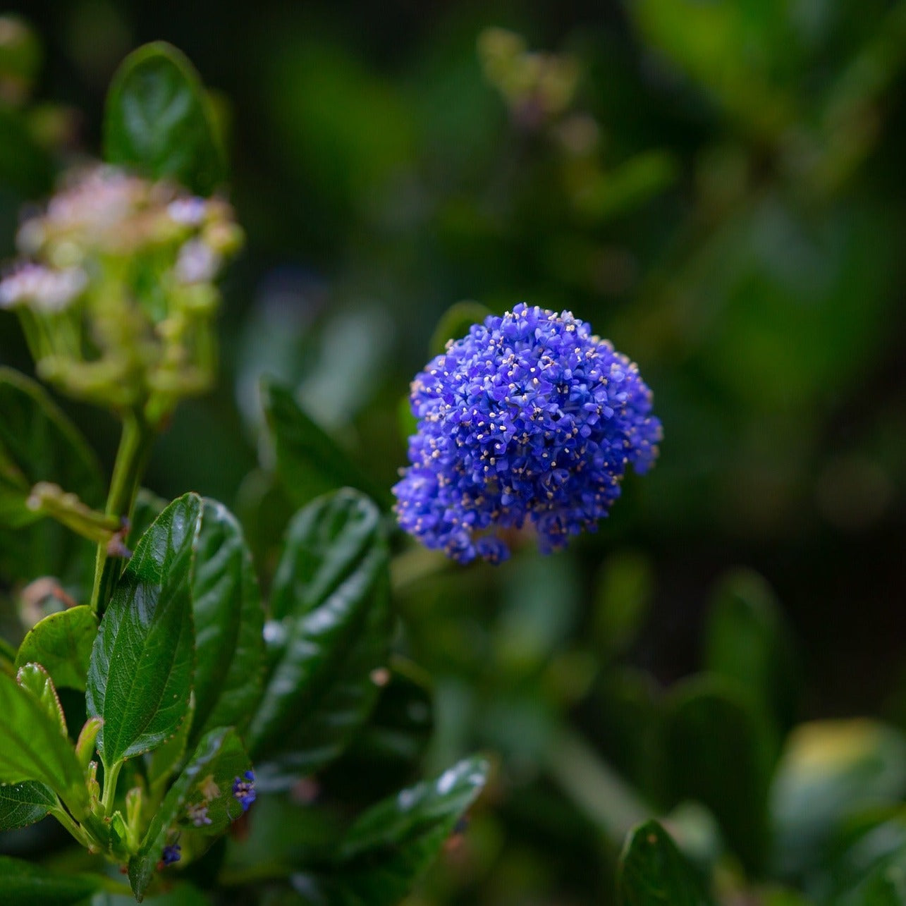 Ceanothus Impressus Puget Blue - Lilas de Californie