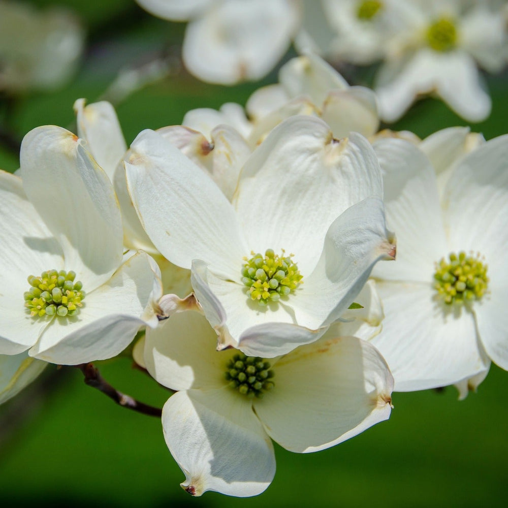 Cornus Alba Aurea - Cornouiller blanc - Volume 3L / 40-60cm