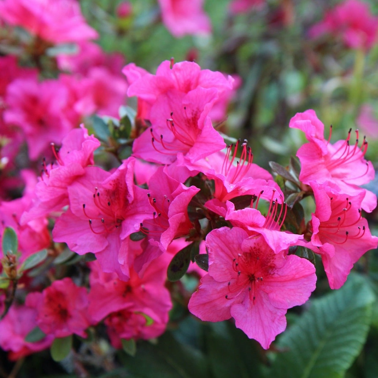 Azalea Japonica Rosa King - Arbuste Persistant | Floraison Printanière