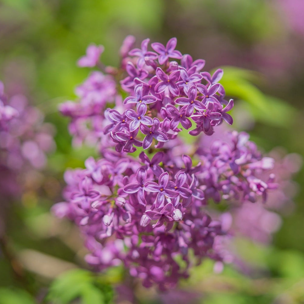 Syringa Red Pixie - Lilas à petites feuilles