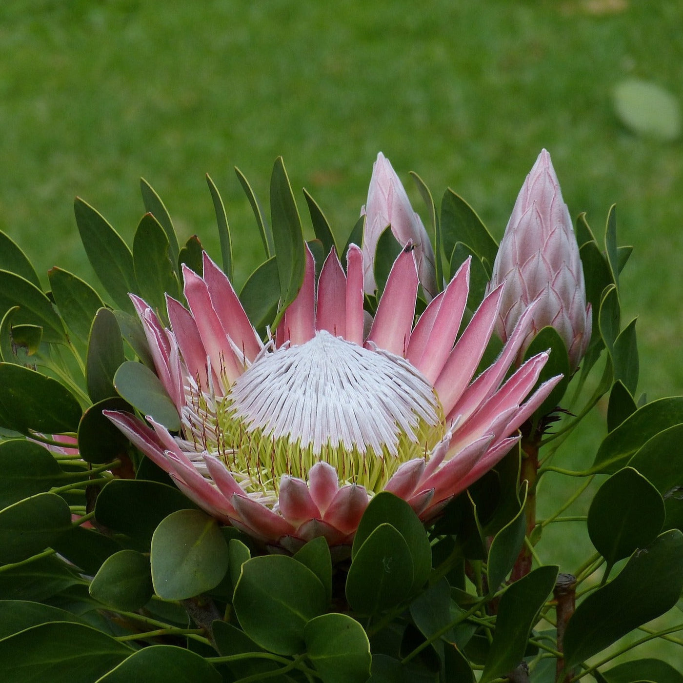 Protea Little Prince - Protée royale